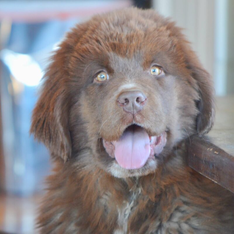 Newfoundland Dog Gallery - Moore Newfies