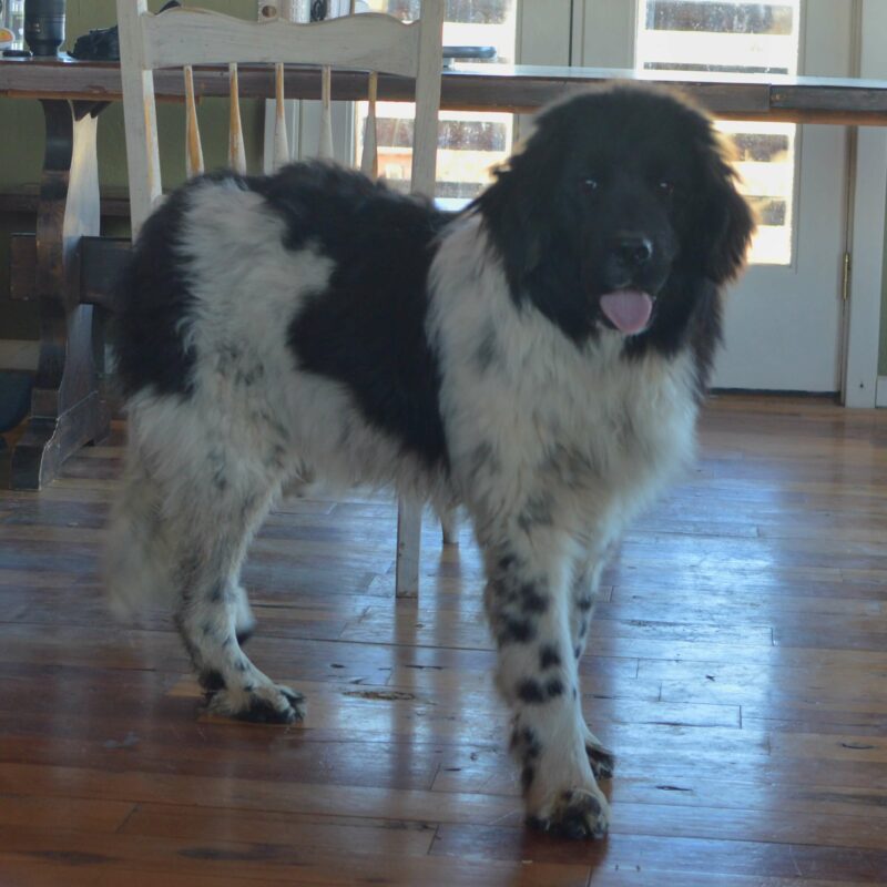 Newfoundland Dog Gallery - Moore Newfies