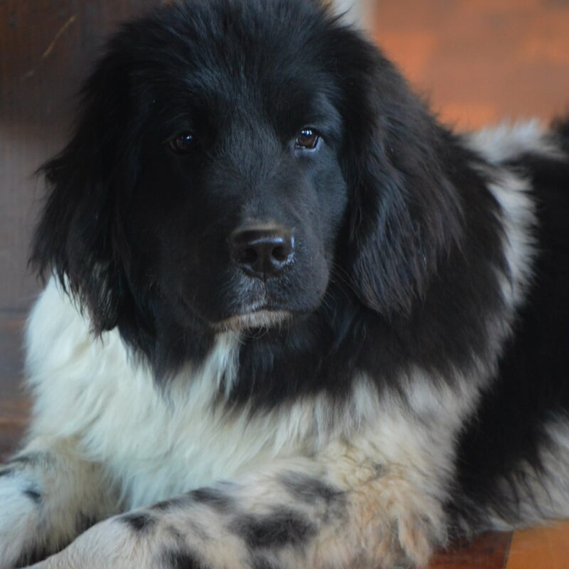 Newfoundland Dog Gallery - Moore Newfies