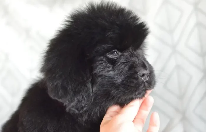 Newfoundland Puppies For Sale - Newfie Puppies for Sale