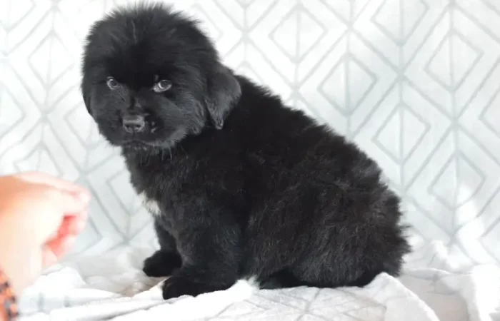 Newfoundland Puppies For Sale - Newfie Puppies for Sale