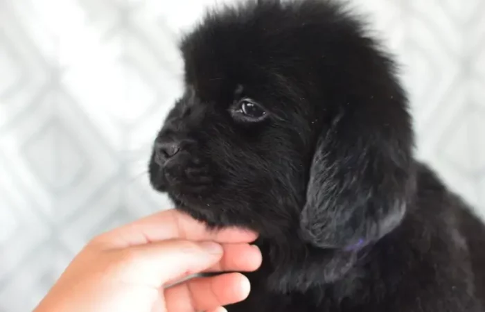 Newfoundland Puppies For Sale - Newfie Puppies for Sale