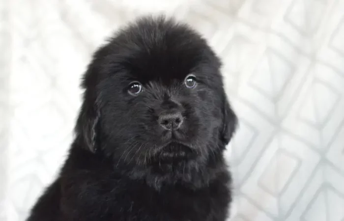 Newfoundland Puppies For Sale - Newfie Puppies for Sale