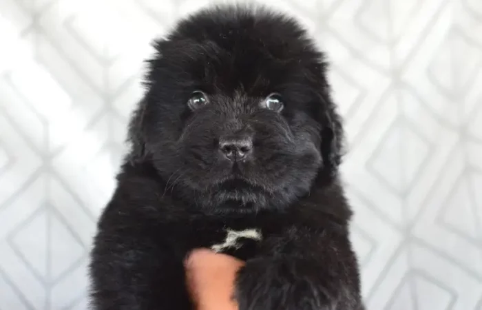 Newfoundland Puppies For Sale - Newfie Puppies for Sale