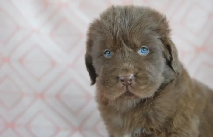 Newfoundland Puppies For Sale - Newfie Puppies for Sale