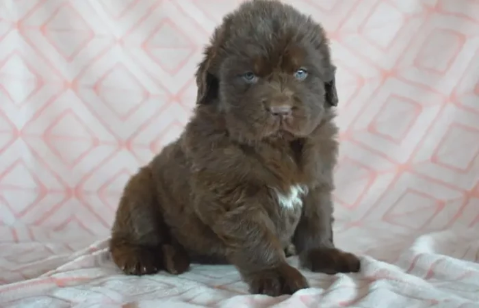 Newfoundland Puppies For Sale - Newfie Puppies for Sale